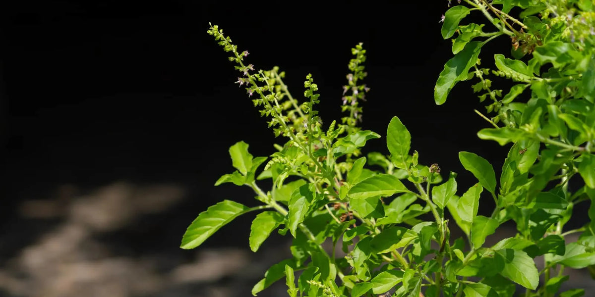 Reasons Why Every Hindu Home Should Have a Marble Tulsi Pot ...